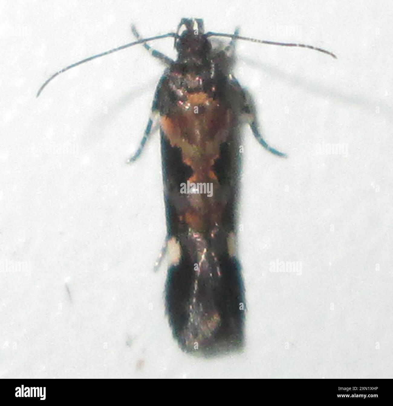 Curved-horn Moths (Gelechioidea) Insecta Stock Photo - Alamy