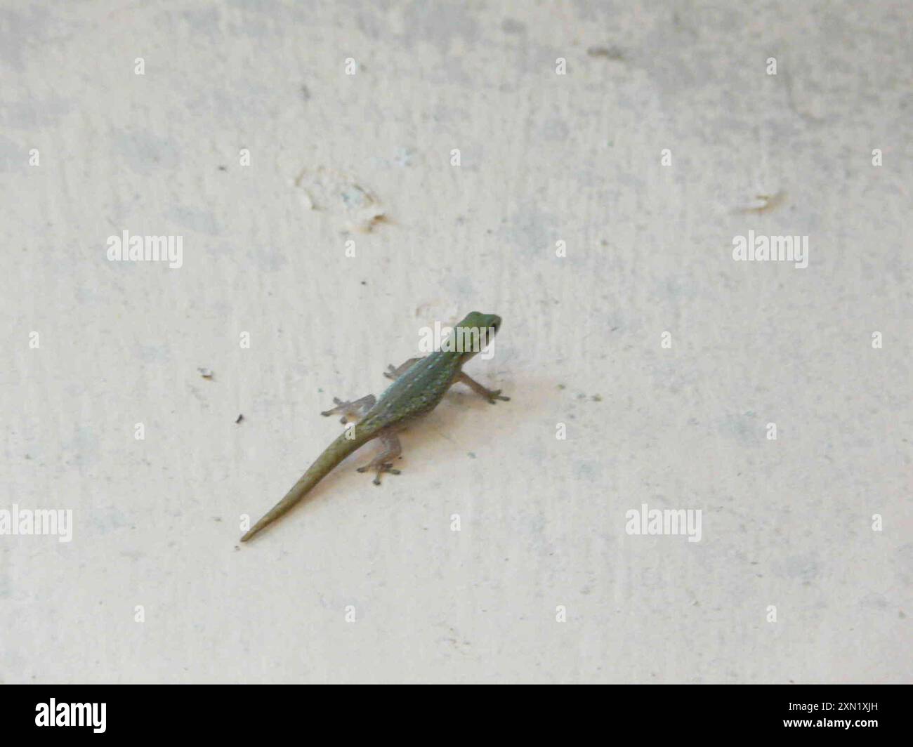Cameroon Dwarf Gecko (Lygodactylus conraui) Reptilia Stock Photo - Alamy