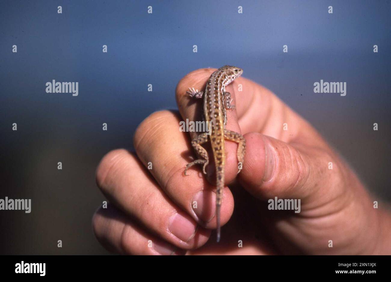 Common rough scaled lizard hi-res stock photography and images - Alamy