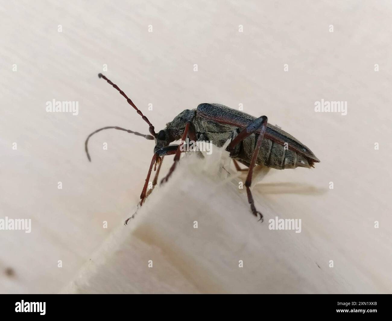 (Oxymirus cursor) Insecta Stock Photo - Alamy