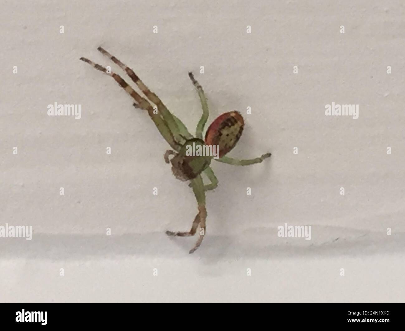 (Diaea ambara) Arachnida Stock Photo - Alamy
