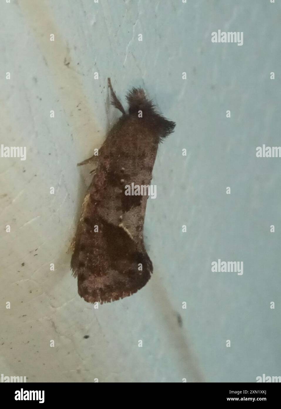 Texas Grass Tubeworm Moth (Acrolophus texanella) Insecta Stock Photo ...