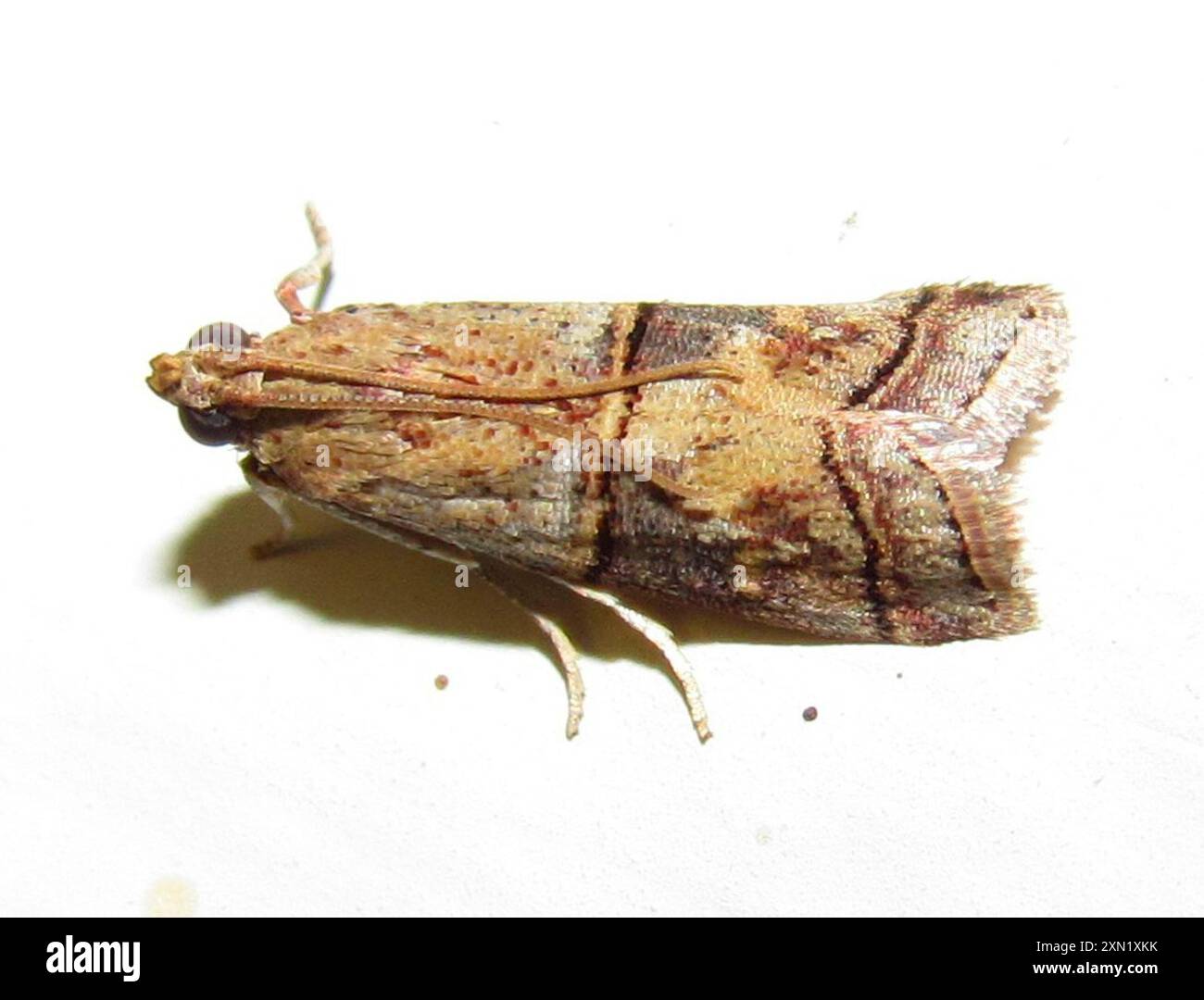 Knot-horn Moths (Phycitinae) Insecta Stock Photo - Alamy