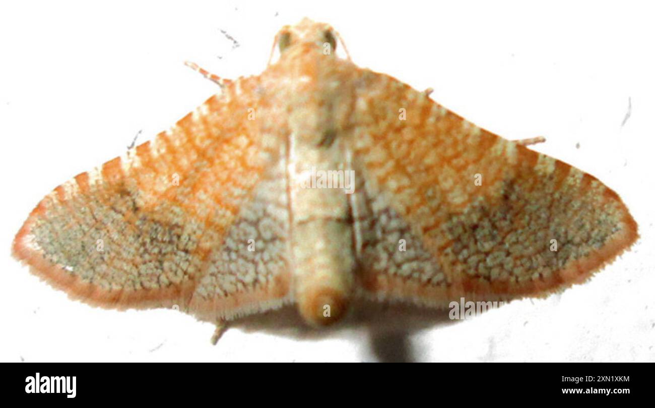 Butterflies and Moths (Lepidoptera) Insecta Stock Photo - Alamy