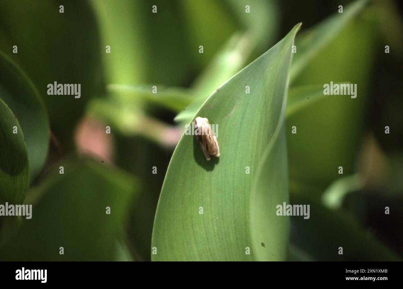 African Reed Frogs (Hyperoliidae) Amphibia Stock Photo - Alamy