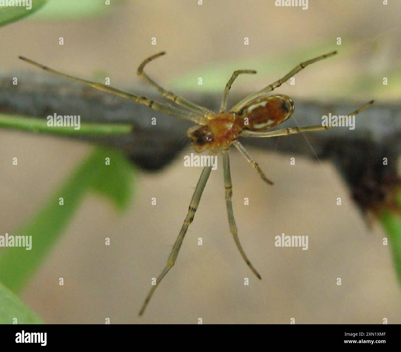Trichonephila senegalensis hi-res stock photography and images - Alamy