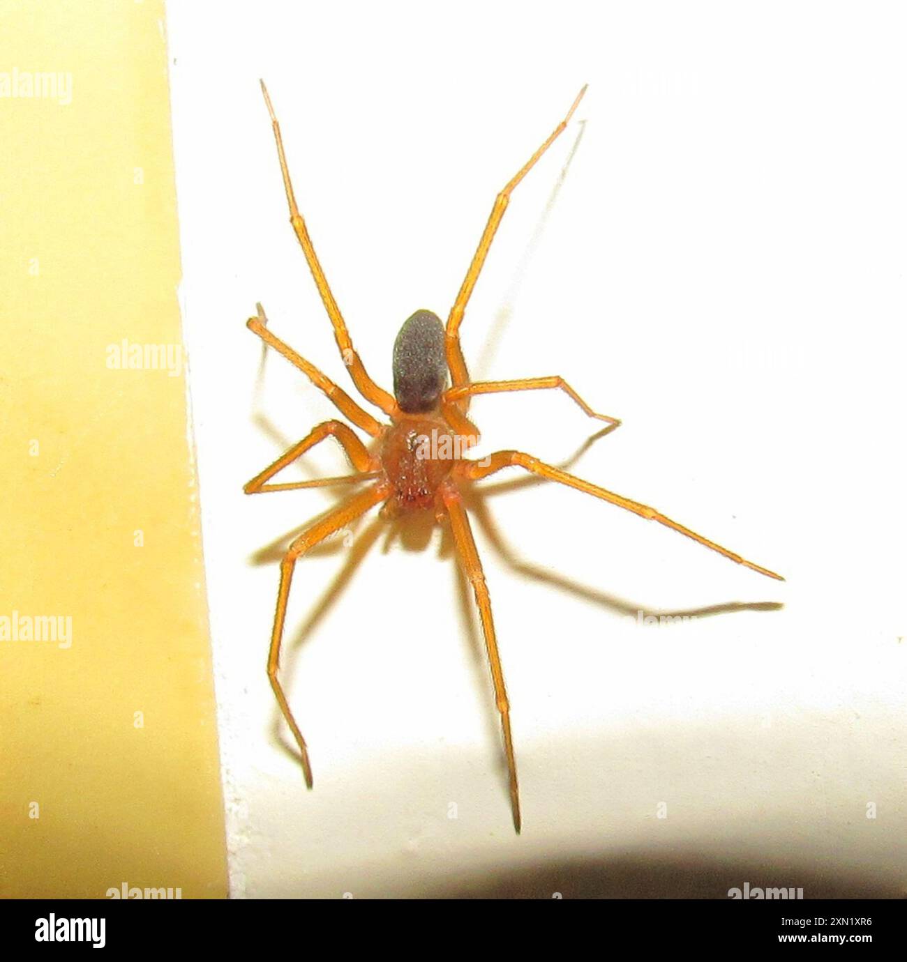Recluse spiders hi-res stock photography and images - Alamy