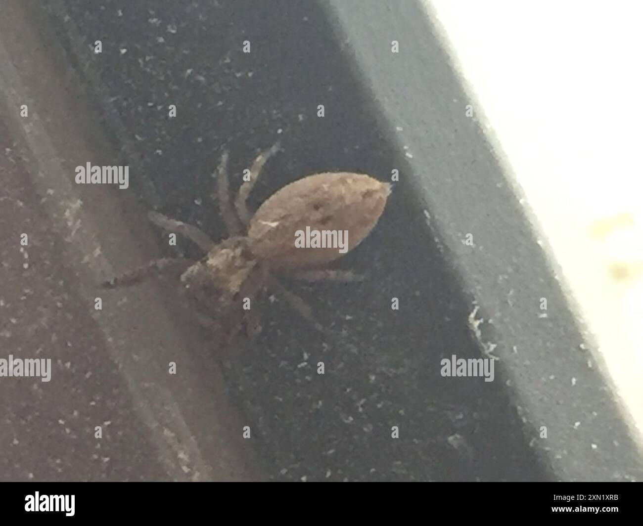 Golden-brown Jumping Spider (Trite auricoma) Arachnida Stock Photo - Alamy