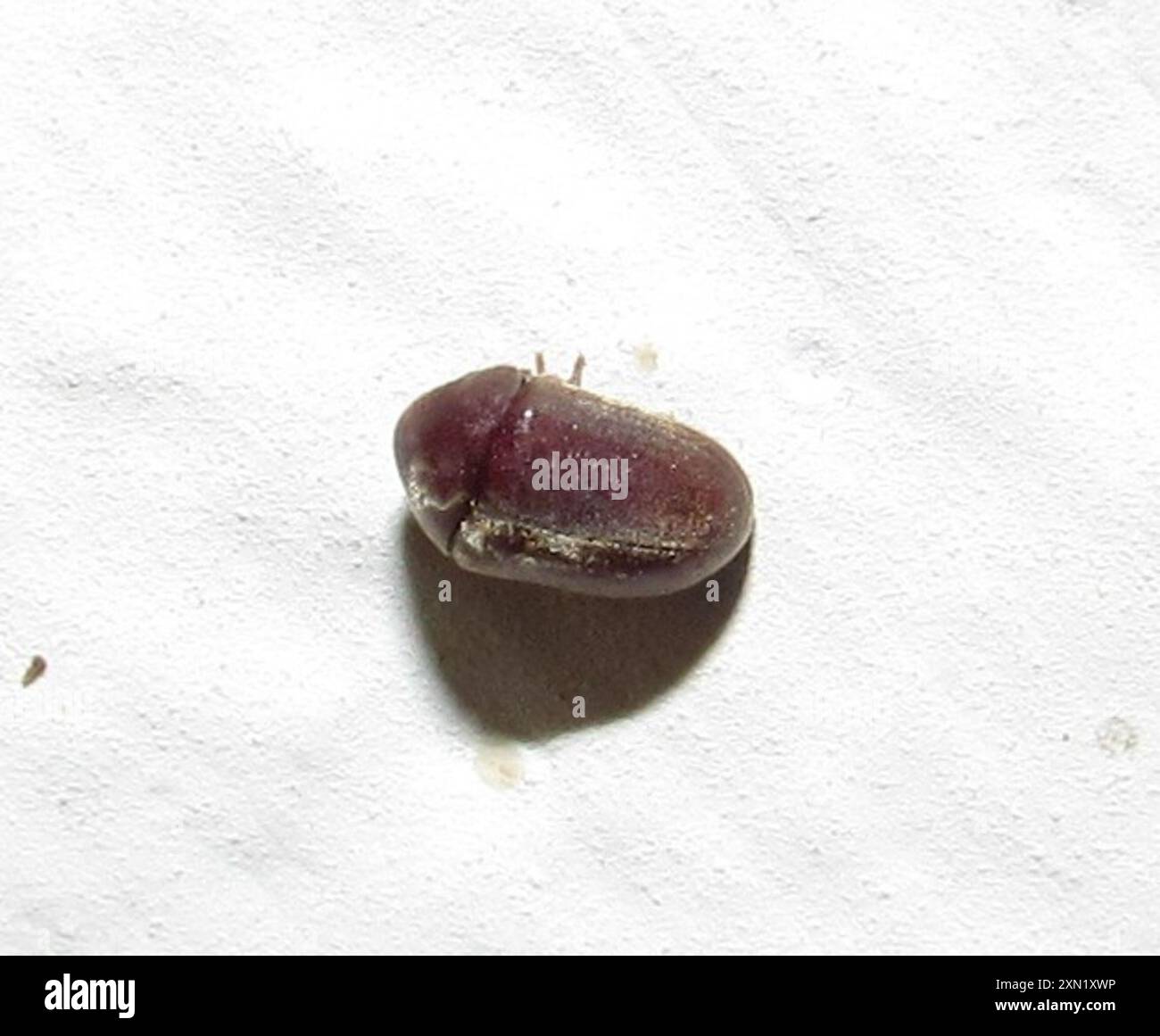 Deathwatch, Spider, and Wood-borer Beetles (Ptinidae) Insecta Stock ...