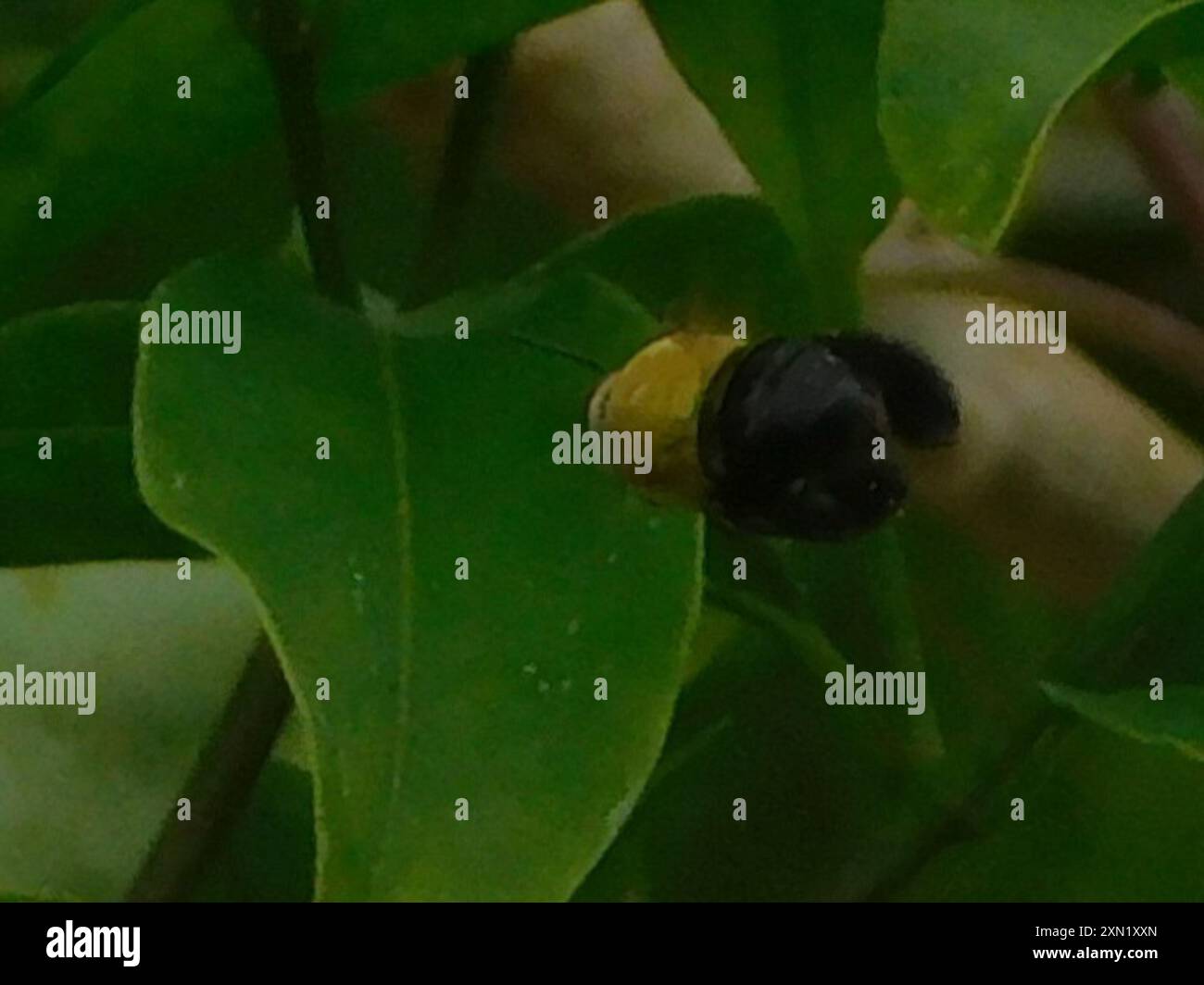 Shining Oil-digger Bee (Centris nitida) Insecta Stock Photo - Alamy