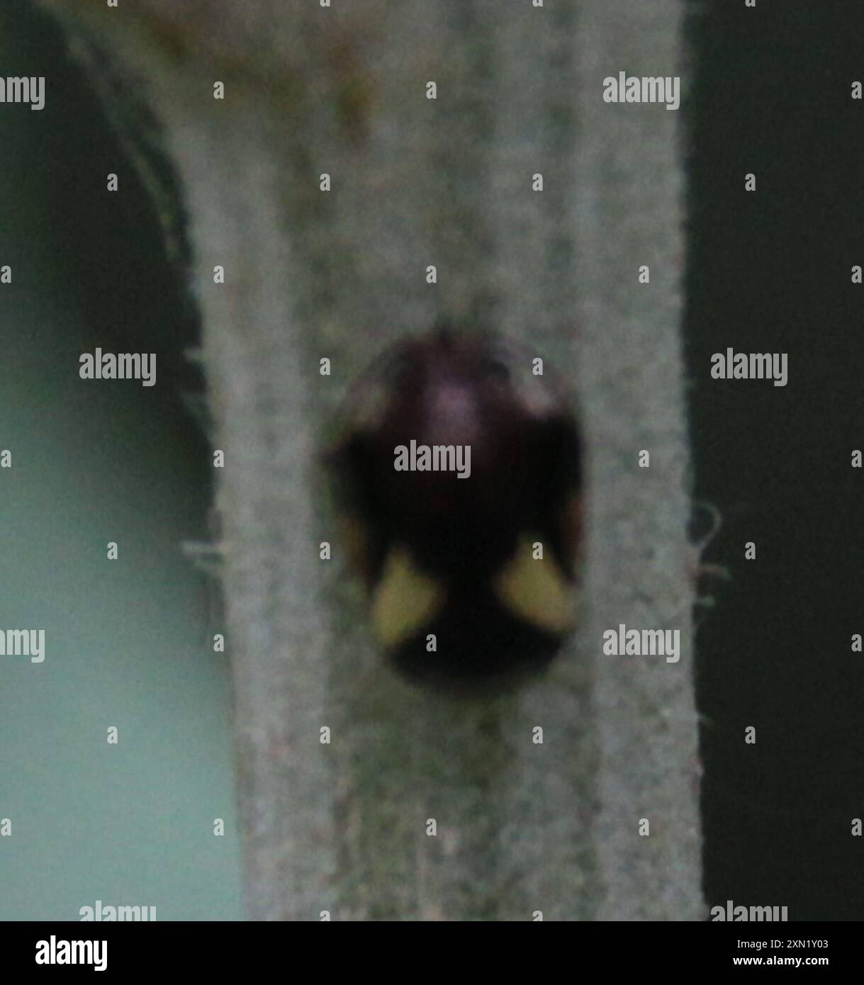 Dogwood Spittlebug (Clastoptera proteus) Insecta Stock Photo - Alamy