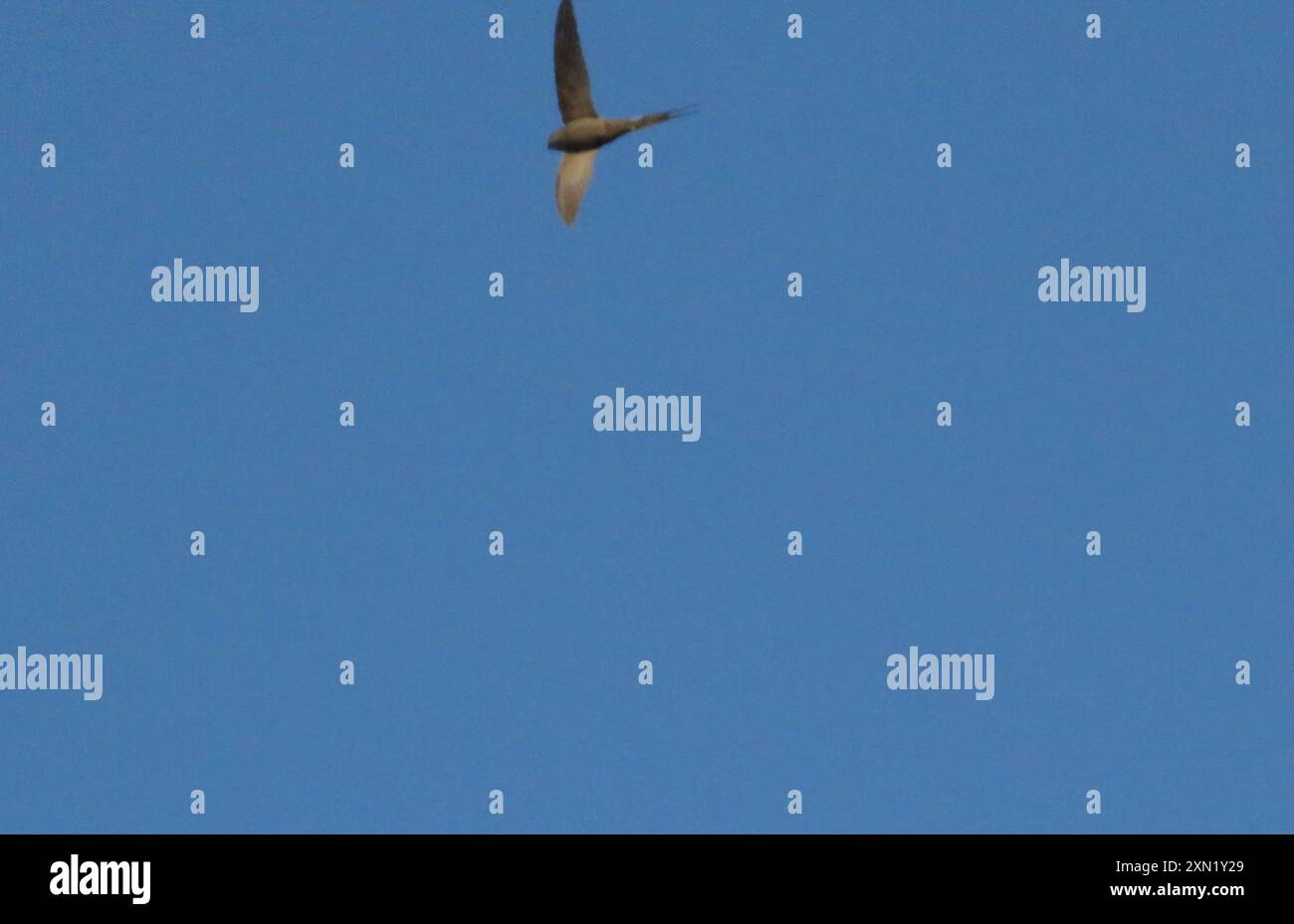 African palm swift hi-res stock photography and images - Alamy