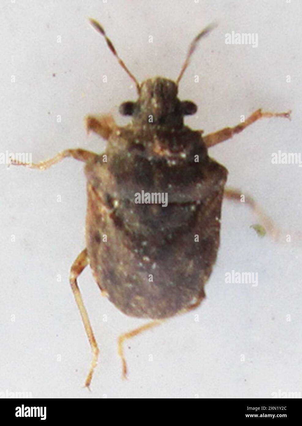 Turtle Bugs (Podopinae) Insecta Stock Photo - Alamy