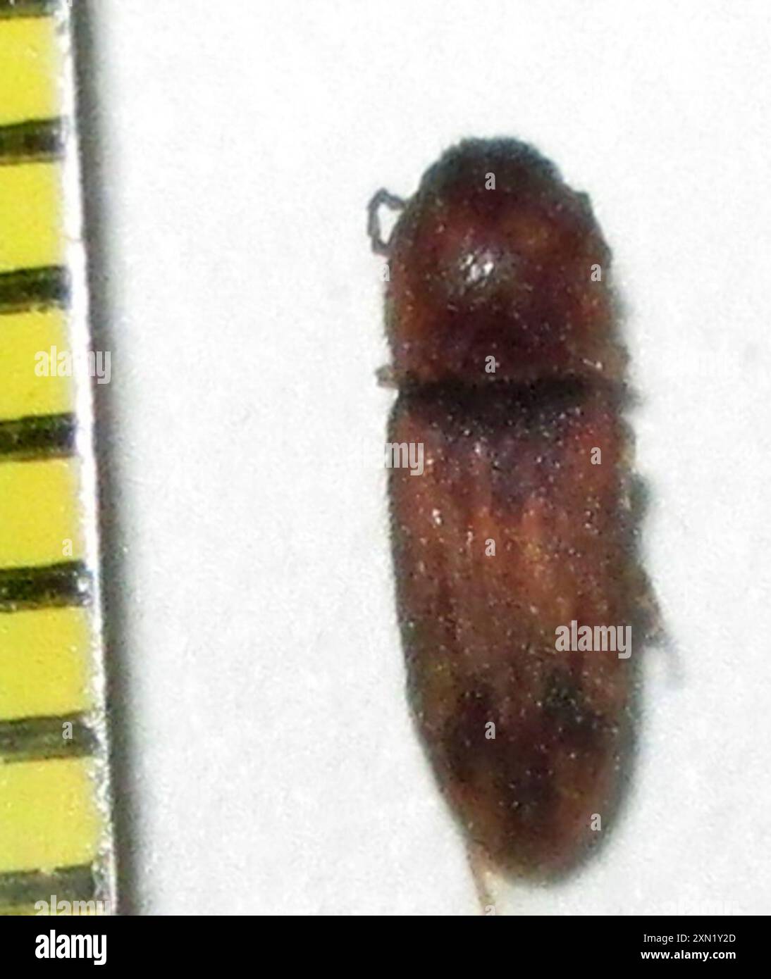 Click Beetles (Elateridae) Insecta Stock Photo - Alamy