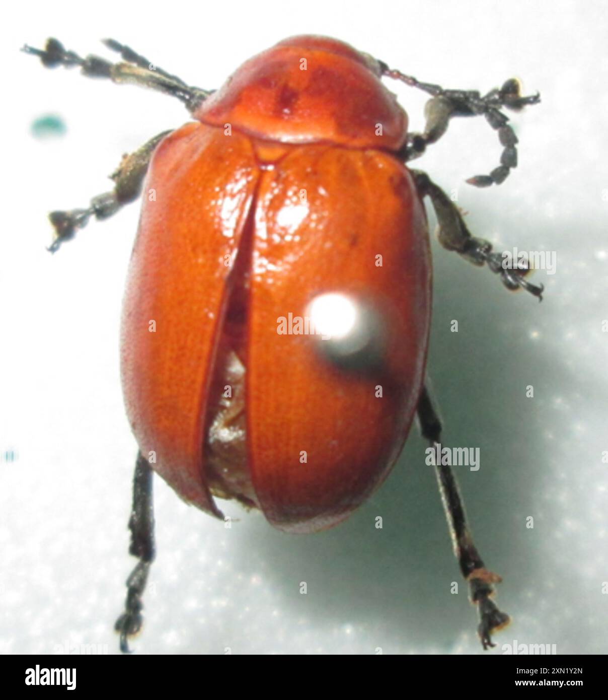 (Diamphidia femoralis) Insecta Stock Photo - Alamy