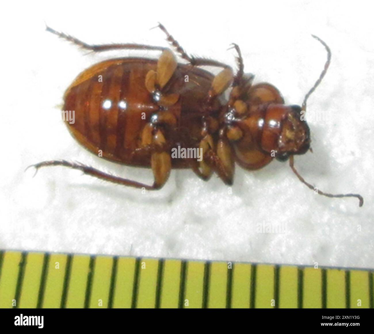 Ground Beetles (Carabidae) Insecta Stock Photo - Alamy