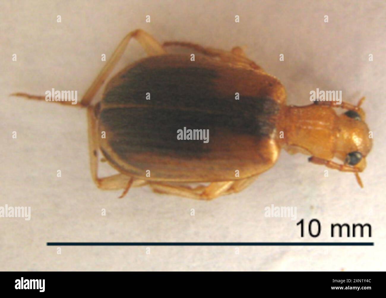 (Brachinus dorsalis) Insecta Stock Photo - Alamy