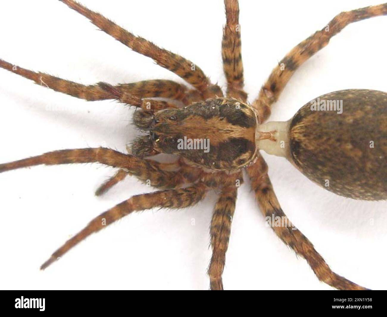 Spiders (Araneae) Arachnida Stock Photo - Alamy