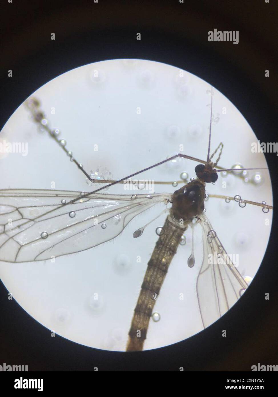Typical Crane Flies (Tipuloidea) Insecta Stock Photo - Alamy