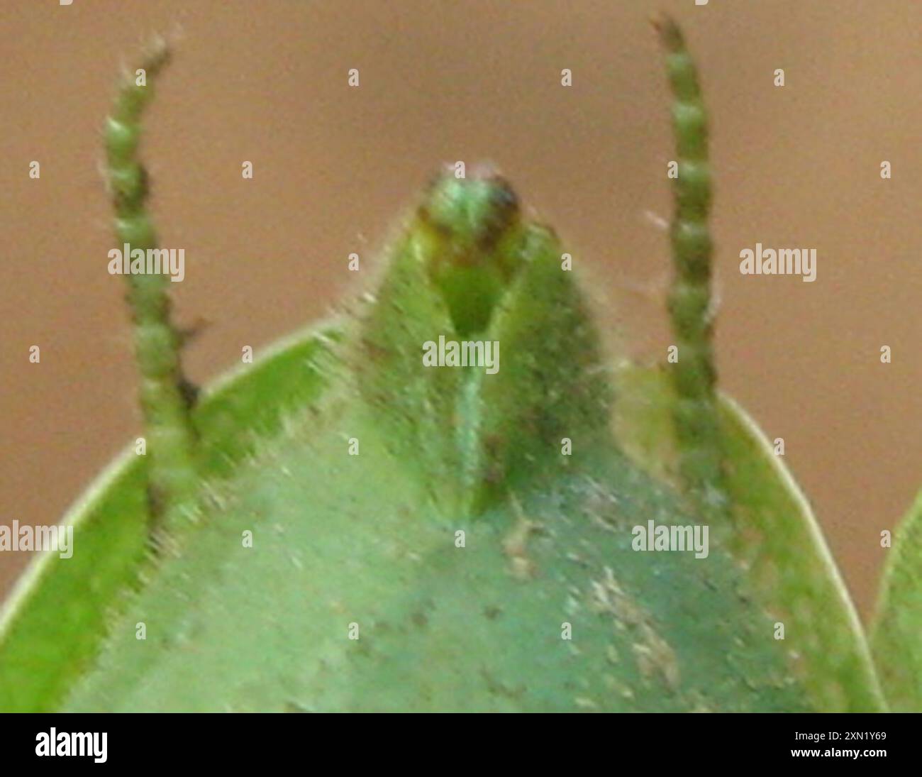Common Green Mantis (Sphodromantis gastrica) Insecta Stock Photo - Alamy