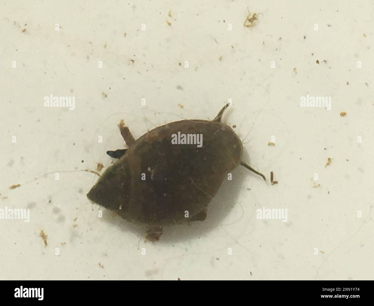Bladder Snails (Physidae) Mollusca Stock Photo - Alamy