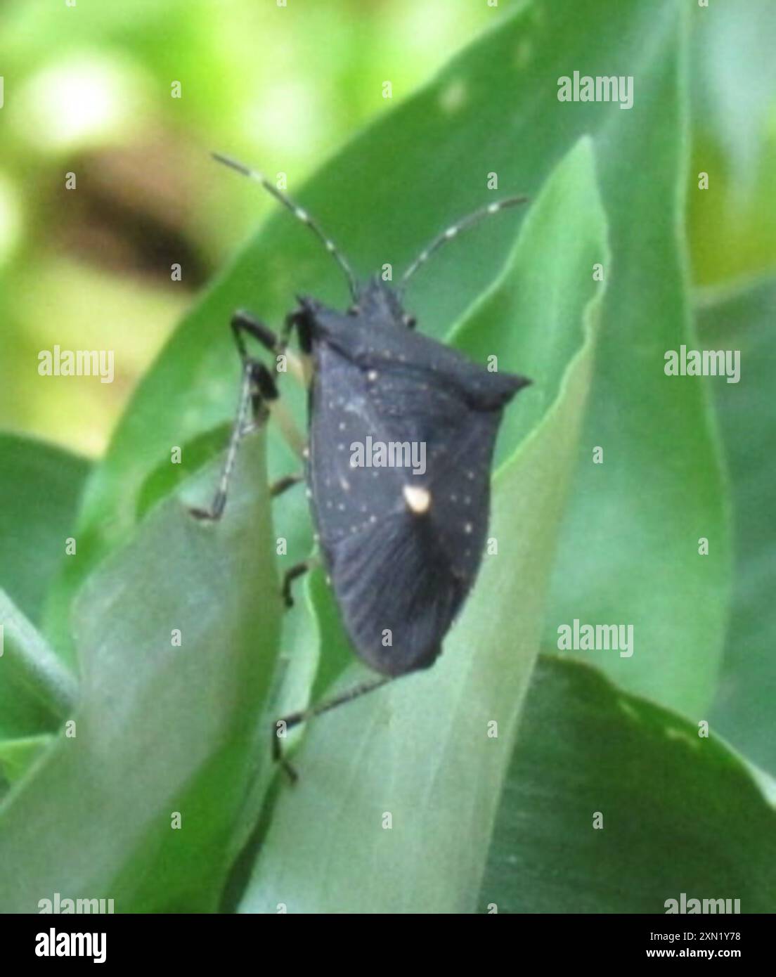 Black Stink Bug (Proxys punctulatus) Insecta Stock Photo - Alamy