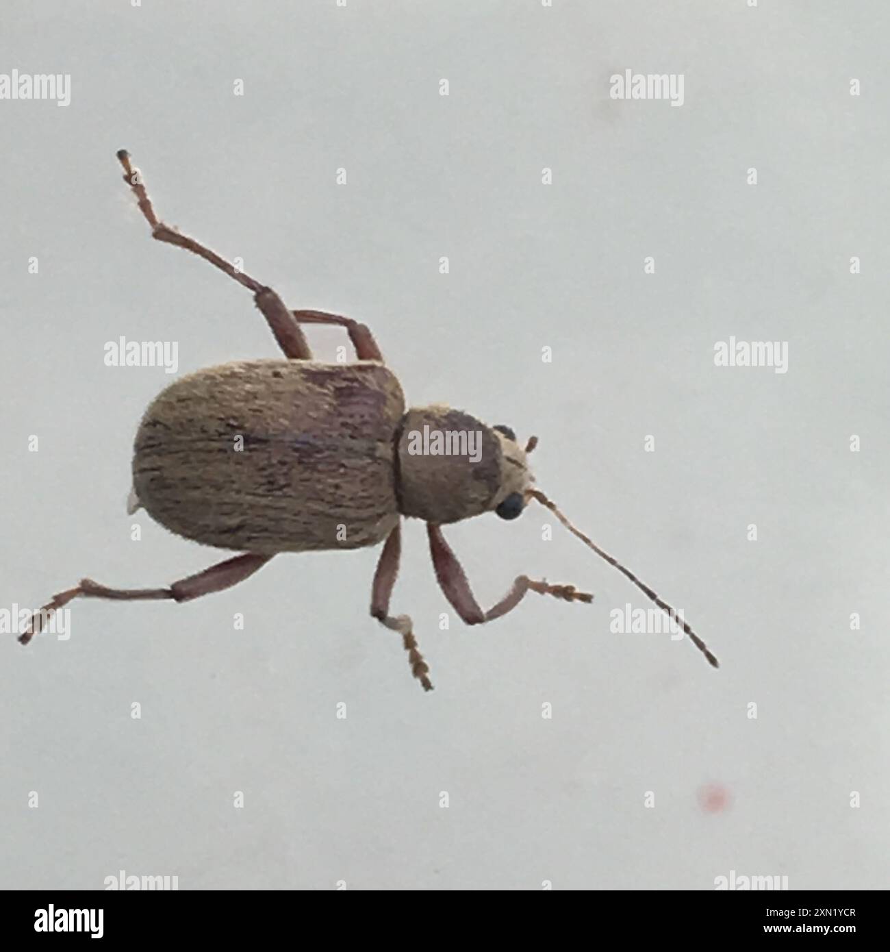 Cucujiform Beetles (Cucujiformia) Insecta Stock Photo - Alamy