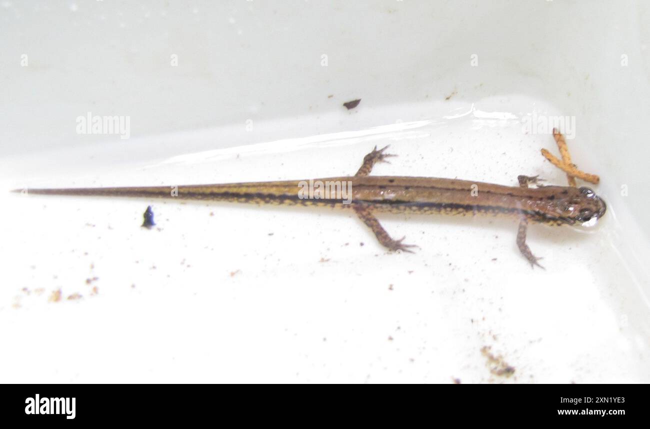 Southern Two-lined Salamander (Eurycea cirrigera) Amphibia Stock Photo ...