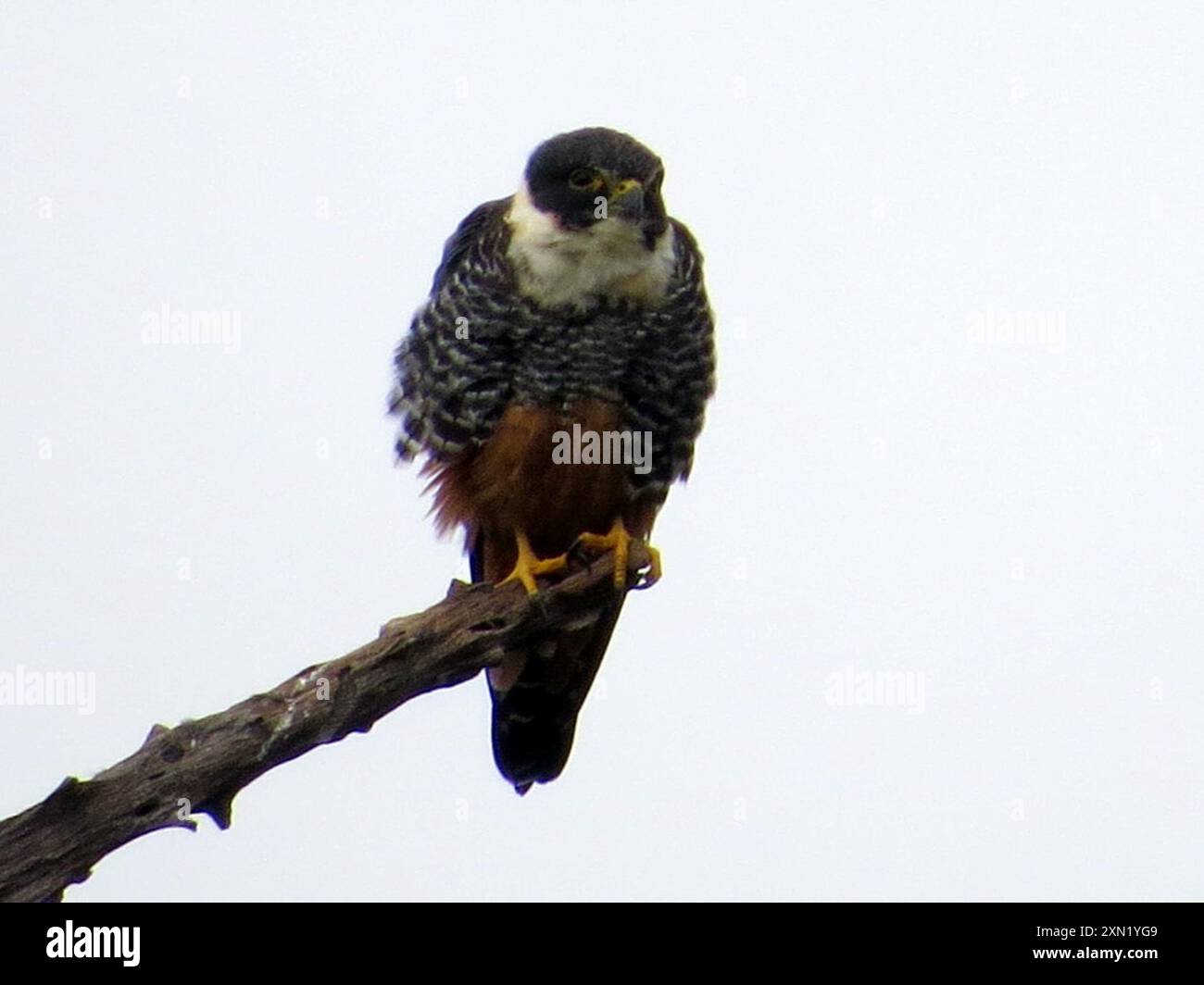 Bat Falcon (Falco rufigularis) Aves Stock Photo - Alamy