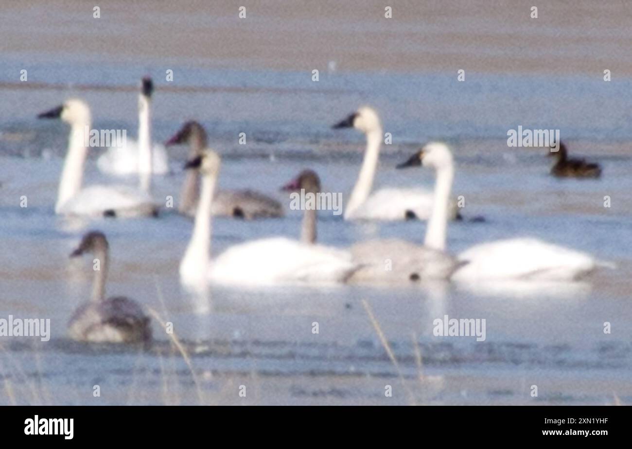 Tundra Swan (Cygnus columbianus) Aves Stock Photo - Alamy