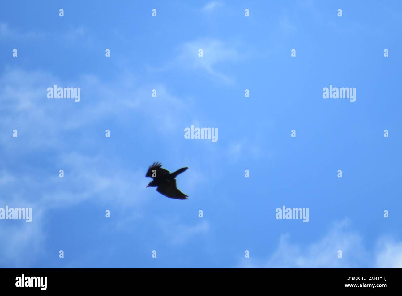 Chihuahuan raven hi-res stock photography and images - Alamy