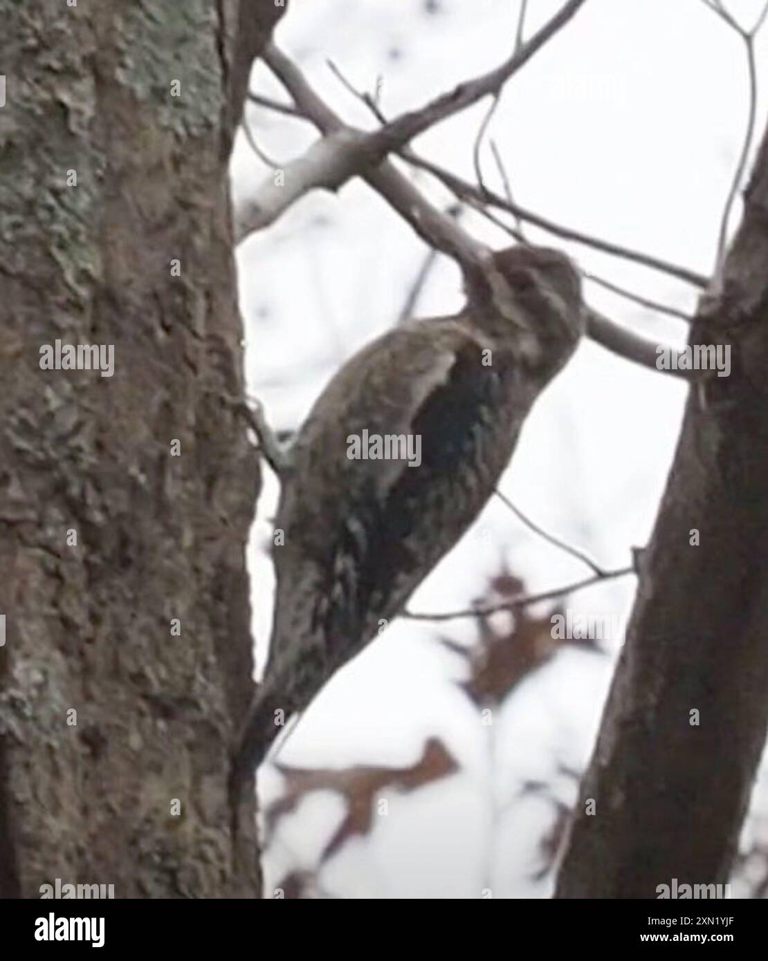 Yellow-bellied Sapsucker (Sphyrapicus varius) Aves Stock Photo - Alamy