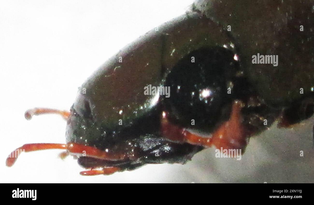 Unspined Giant Water Scavenger Beetle (Hydrophilus senegalensis ...