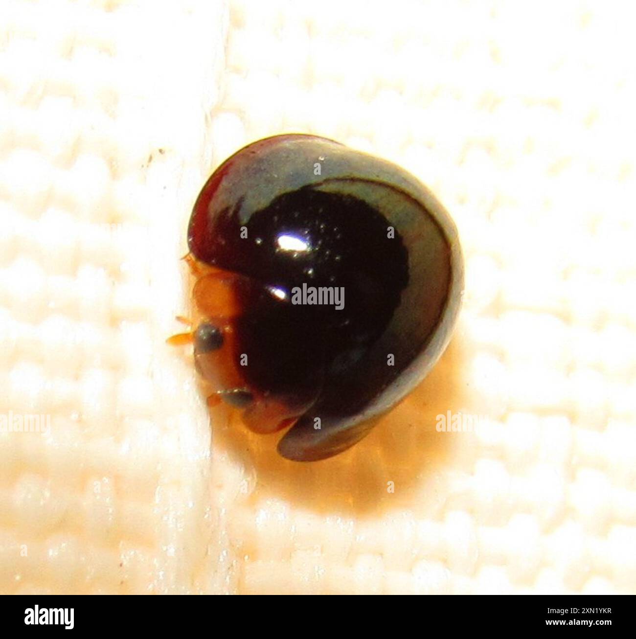 Scale-feeding Lady Beetles (Chilocorinae) Insecta Stock Photo - Alamy