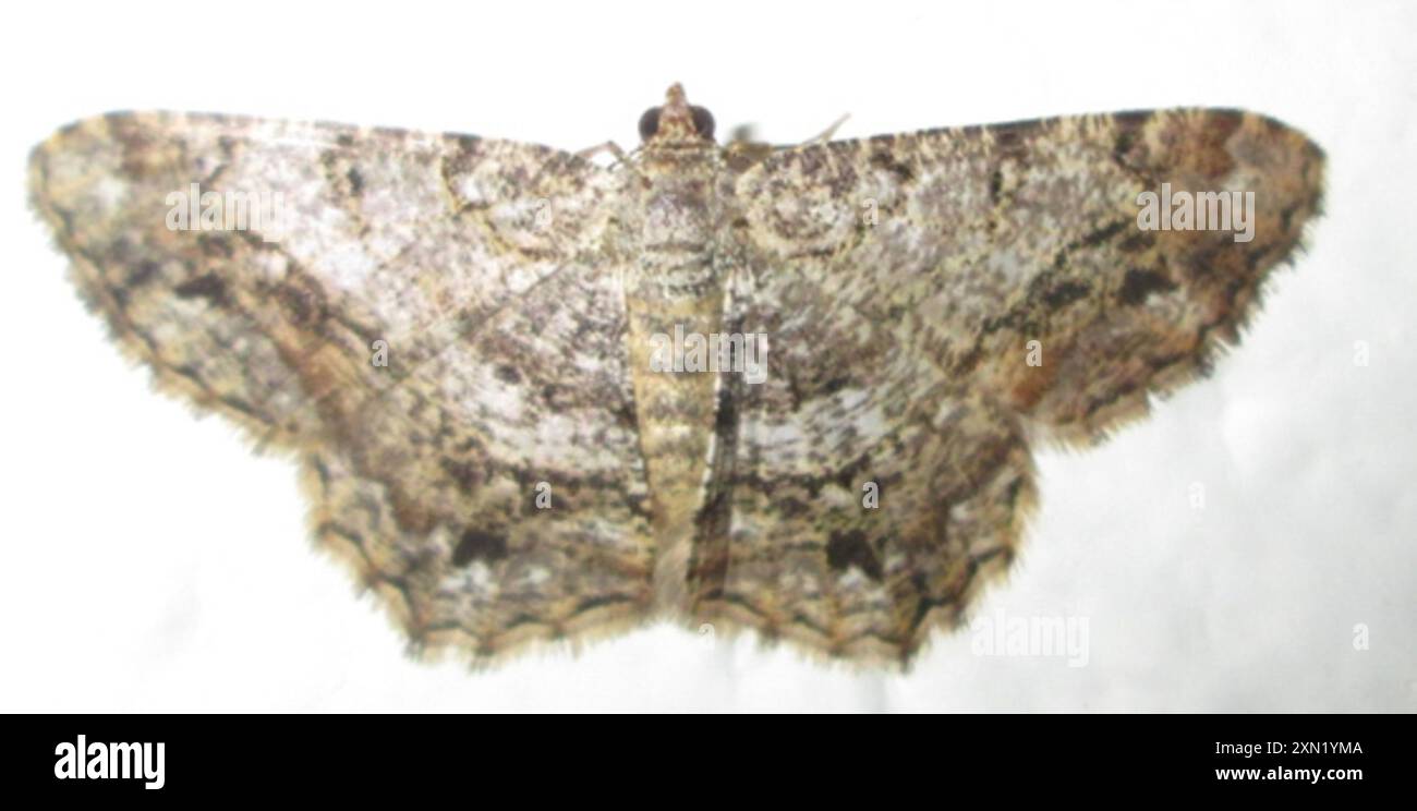 Geometer Moths (Geometridae) Insecta Stock Photo - Alamy