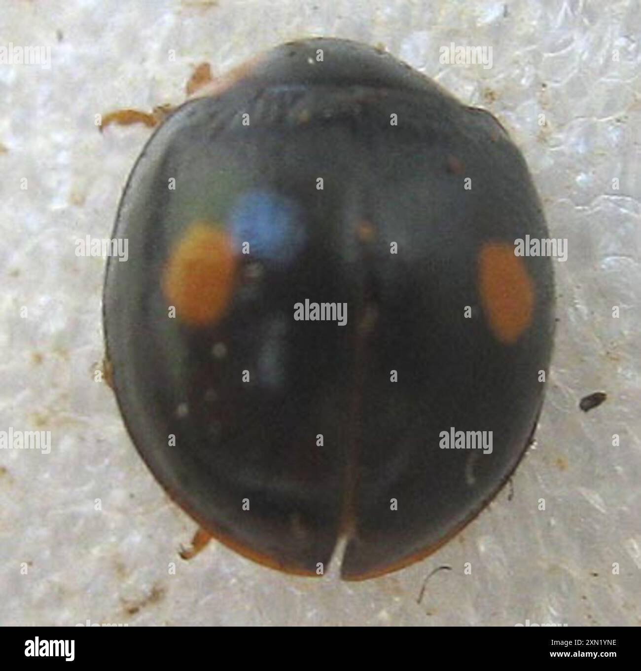 Lady Beetles (Coccinellidae) Insecta Stock Photo - Alamy