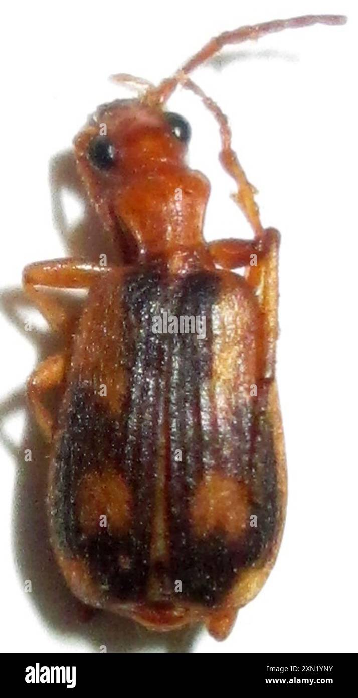 (Brachinus armiger) Insecta Stock Photo - Alamy
