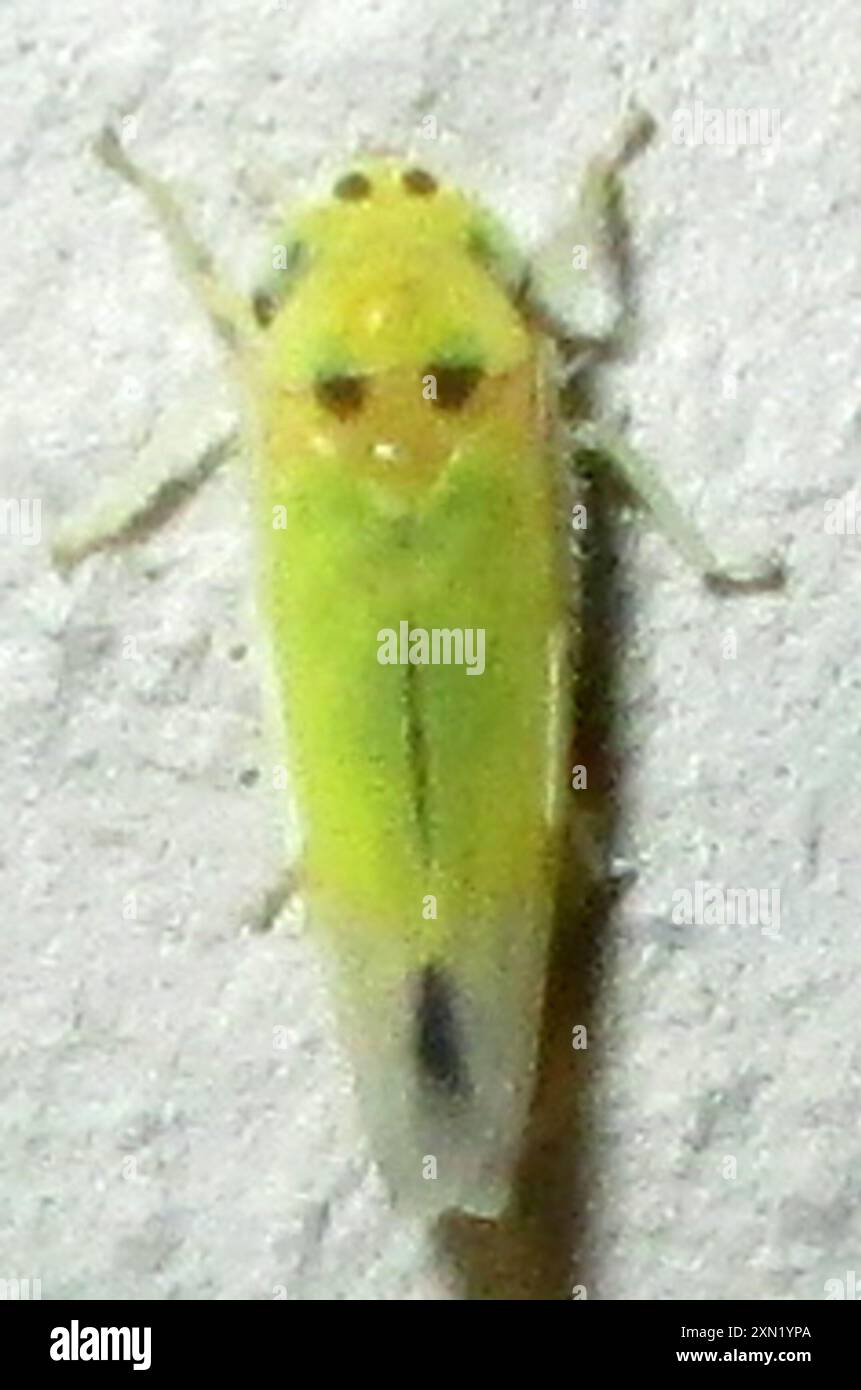 Typical Leafhoppers (Cicadellidae) Insecta Stock Photo - Alamy