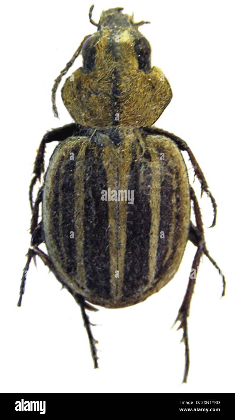 Congoensis hi-res stock photography and images - Alamy