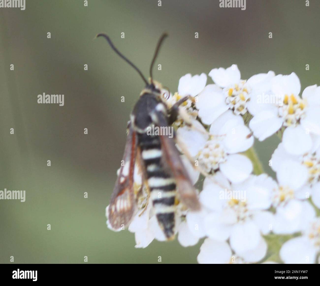 Albuna pyramidalis hi-res stock photography and images - Alamy