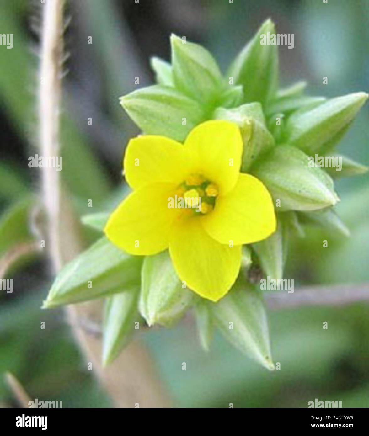 (Sebaea pentandra) Plantae Stock Photo - Alamy