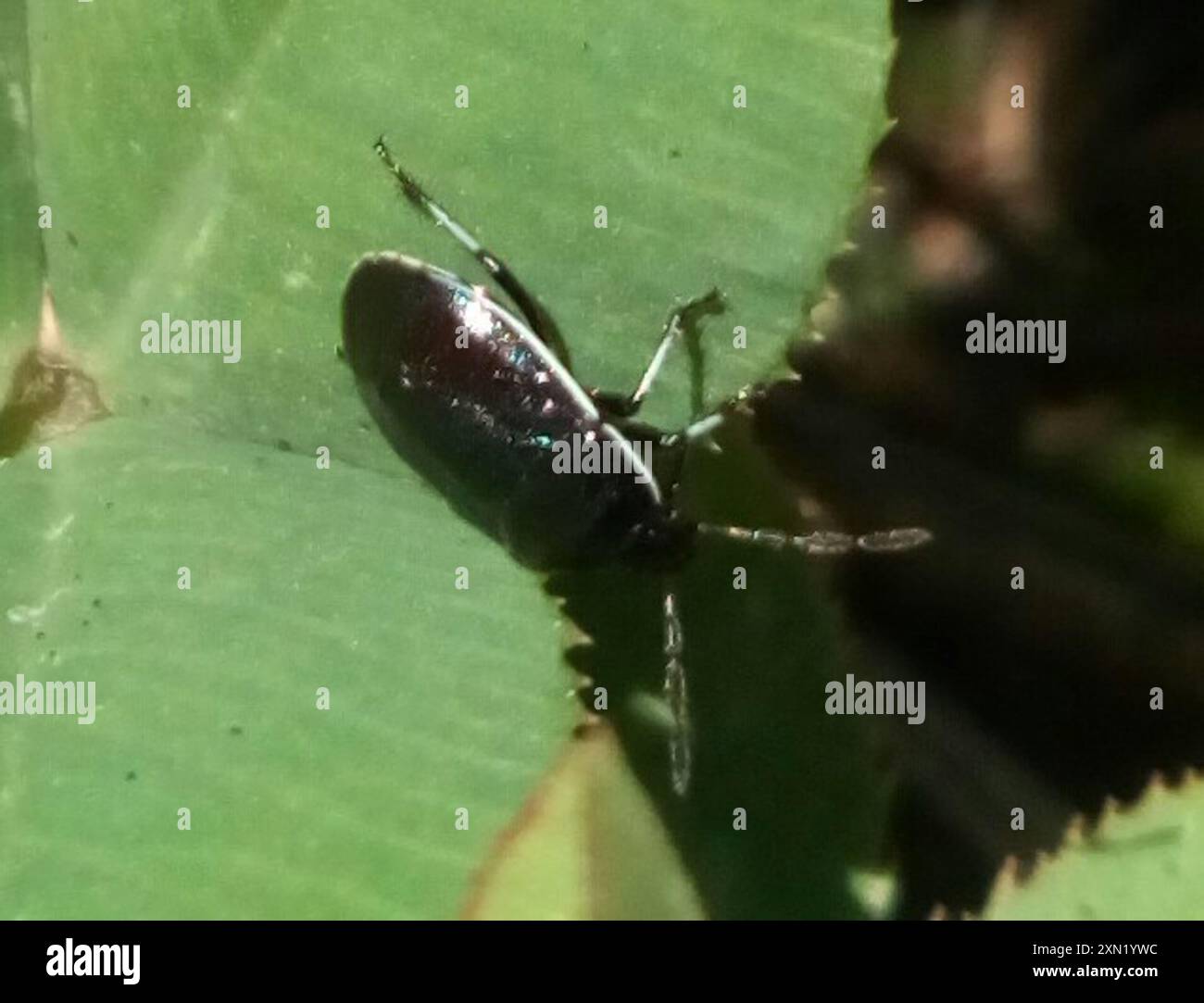 White-margined Burrower Bug (Sehirus cinctus) Insecta Stock Photo - Alamy