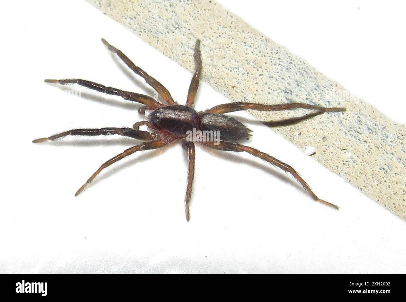(Teminius insularis) Arachnida Stock Photo - Alamy
