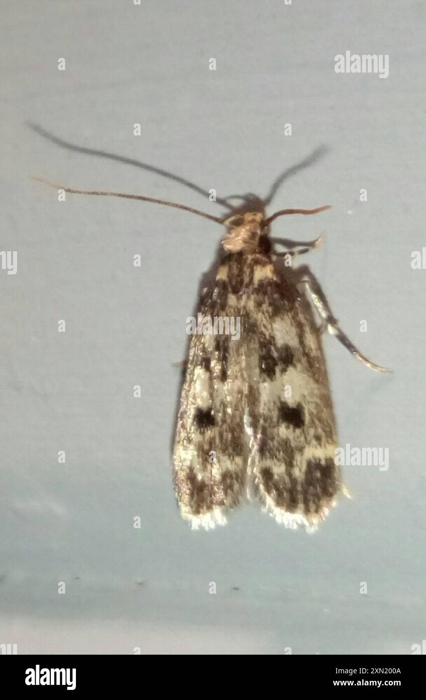 Square-spotted Martyringa Moth (Martyringa latipennis) Insecta Stock ...