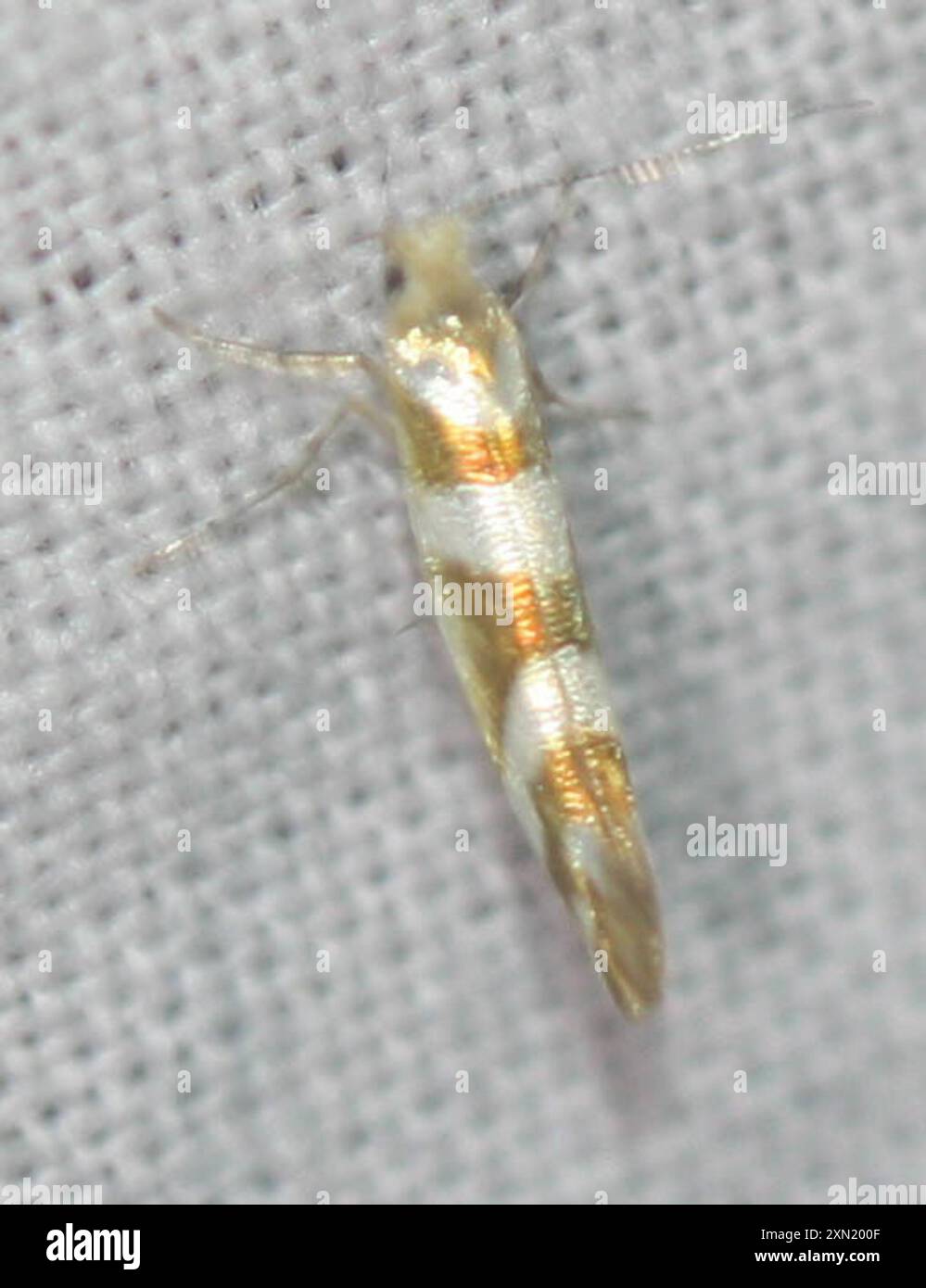 Bronze Alder Moth (Argyresthia goedartella) Insecta Stock Photo - Alamy