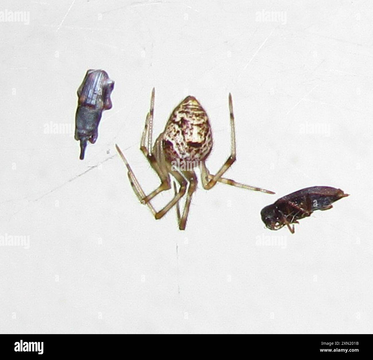 Common House Spider (Parasteatoda tepidariorum) Arachnida Stock Photo ...