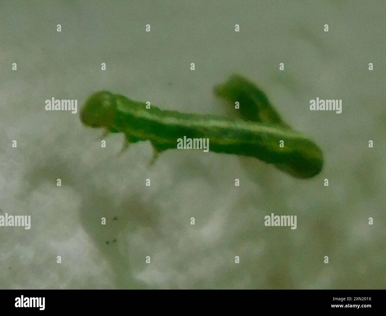 Geometer Moths (Geometridae) Insecta Stock Photo - Alamy