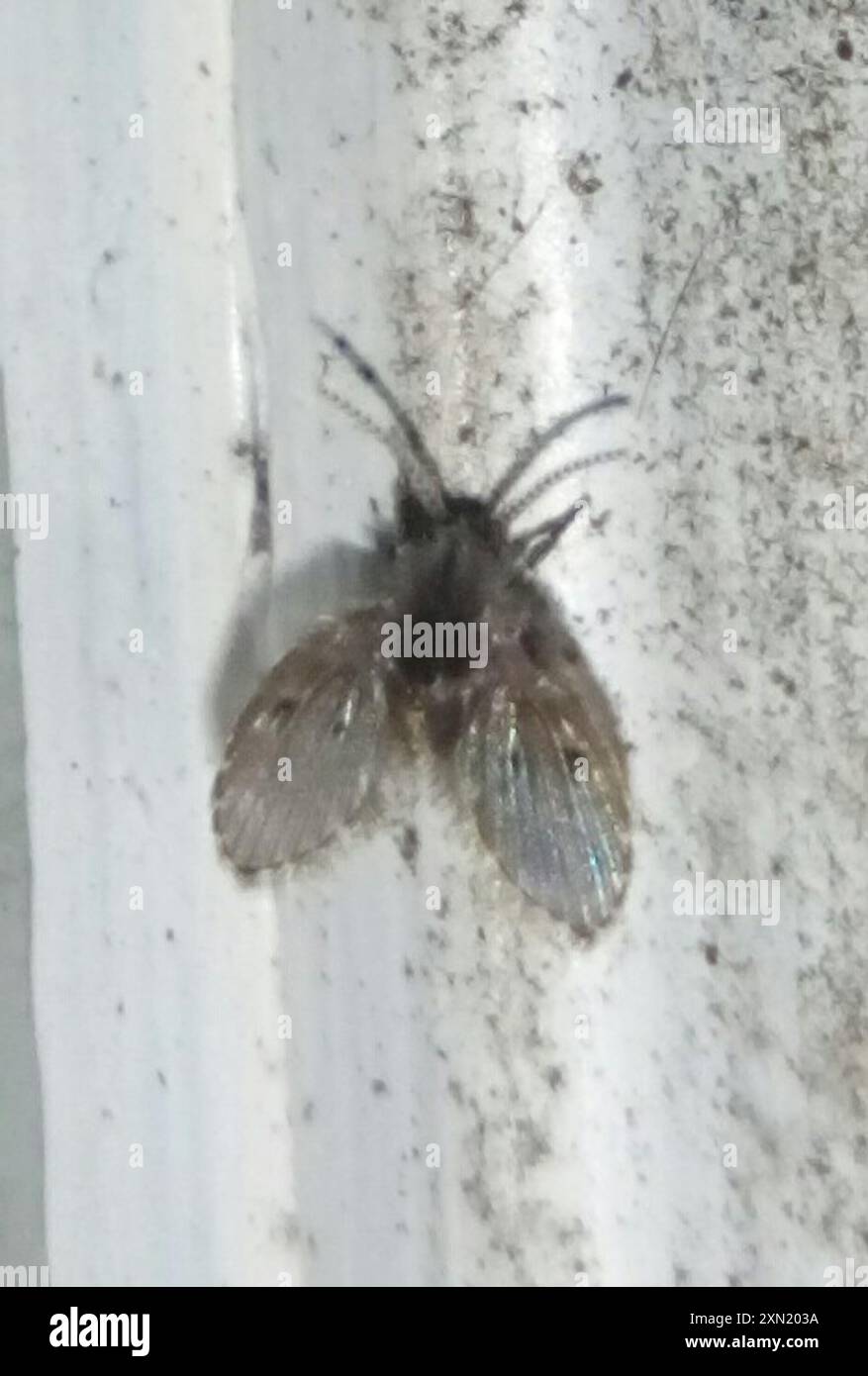 Bathroom Moth Fly (Clogmia albipunctata) Insecta Stock Photo - Alamy