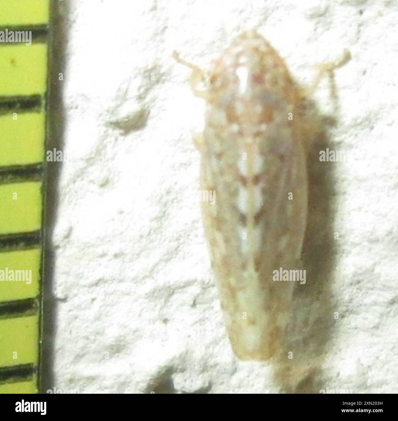 Typical Leafhoppers (Cicadellidae) Insecta Stock Photo - Alamy