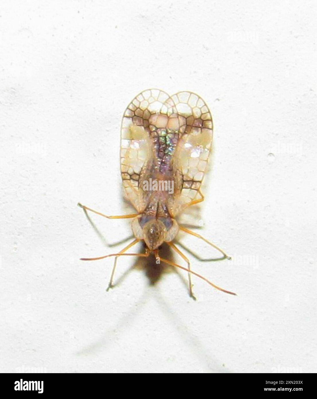 Azalea Lace Bug (Stephanitis pyrioides) Insecta Stock Photo - Alamy